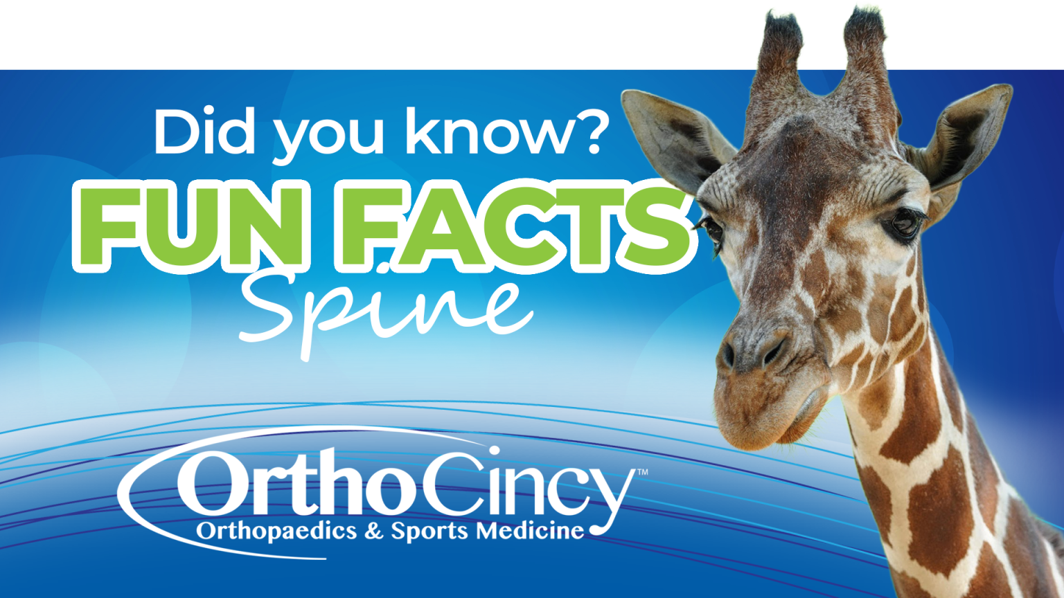 Fun Facts About the Spine You Might Not Know - OrthoCincy